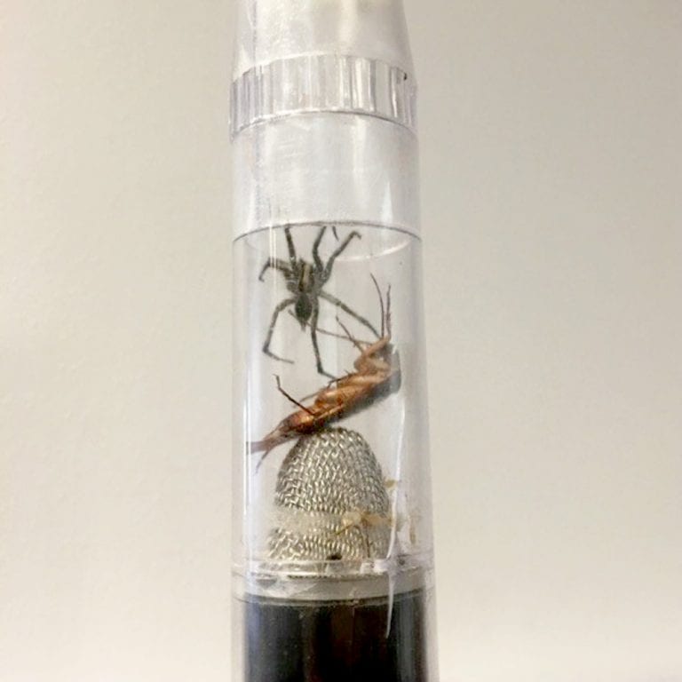 Bugzooka (WB100) - Insect Collection & Control Device - TRIMAX Locks